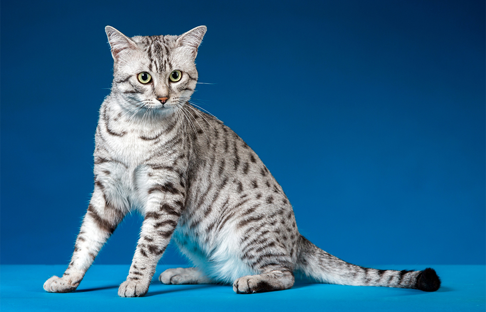 My Egyptian mau pyramid scheme | The Spectator Australia