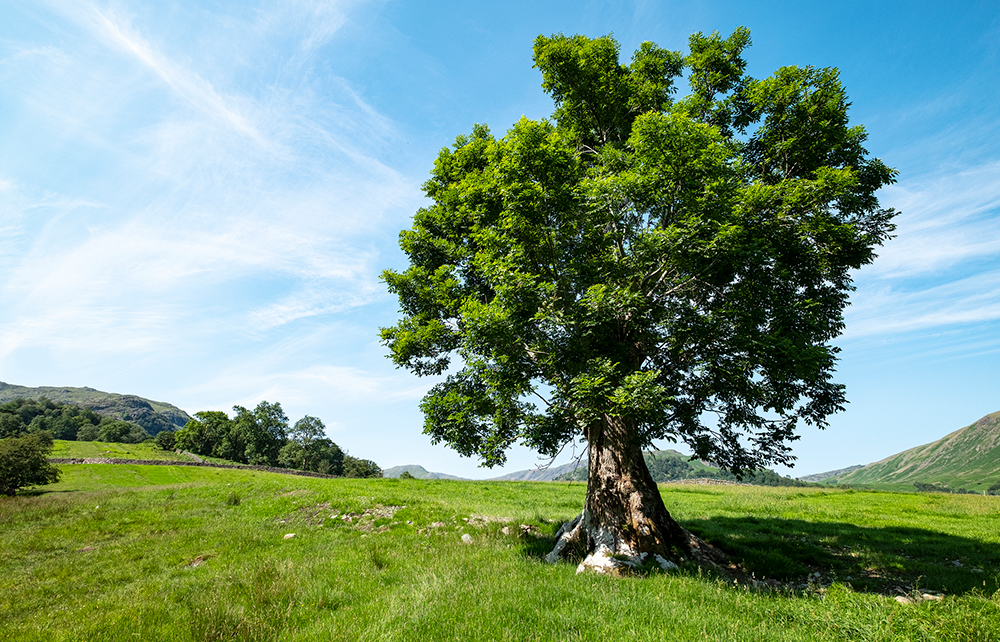 What can save Britain’s ash trees? | The Spectator Australia