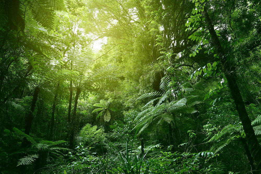 Spectator Competition: Lore of the jungle | The Spectator Australia