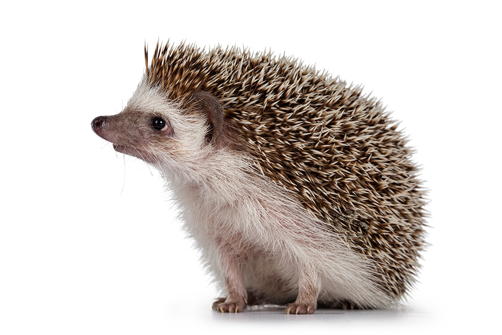 My boyfriend, the hedgehog hero | The Spectator Australia