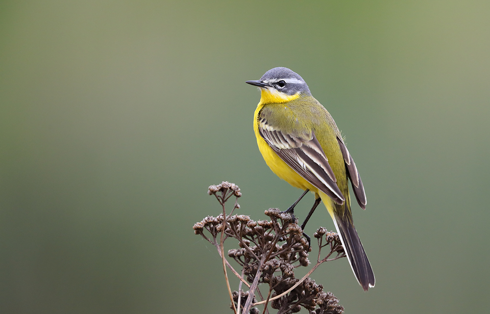 Which birds are doing best in Britain? | The Spectator Australia