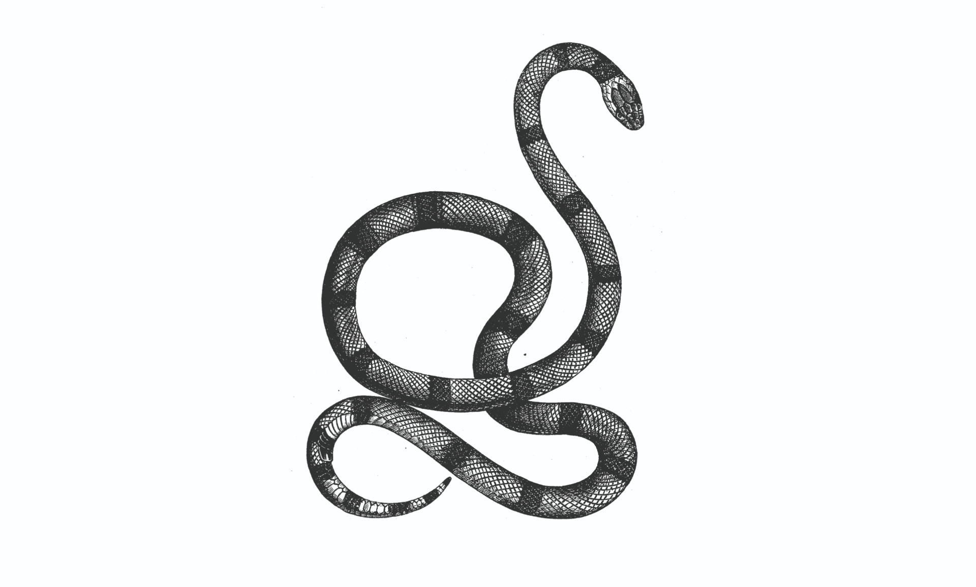 The slippery business of catching a snake | The Spectator Australia
