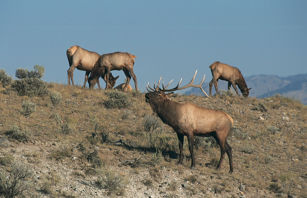 The perils of poaching: Beartooth, by Callan Wink, reviewed | The ...