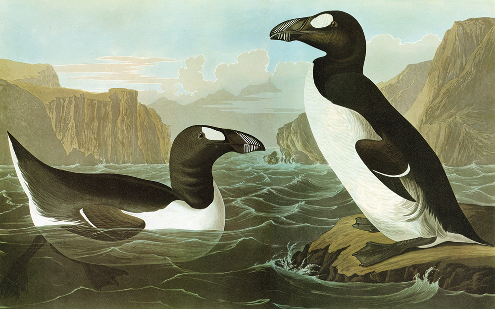 Butchered for feather beds: the brutal end of the great auk | The ...