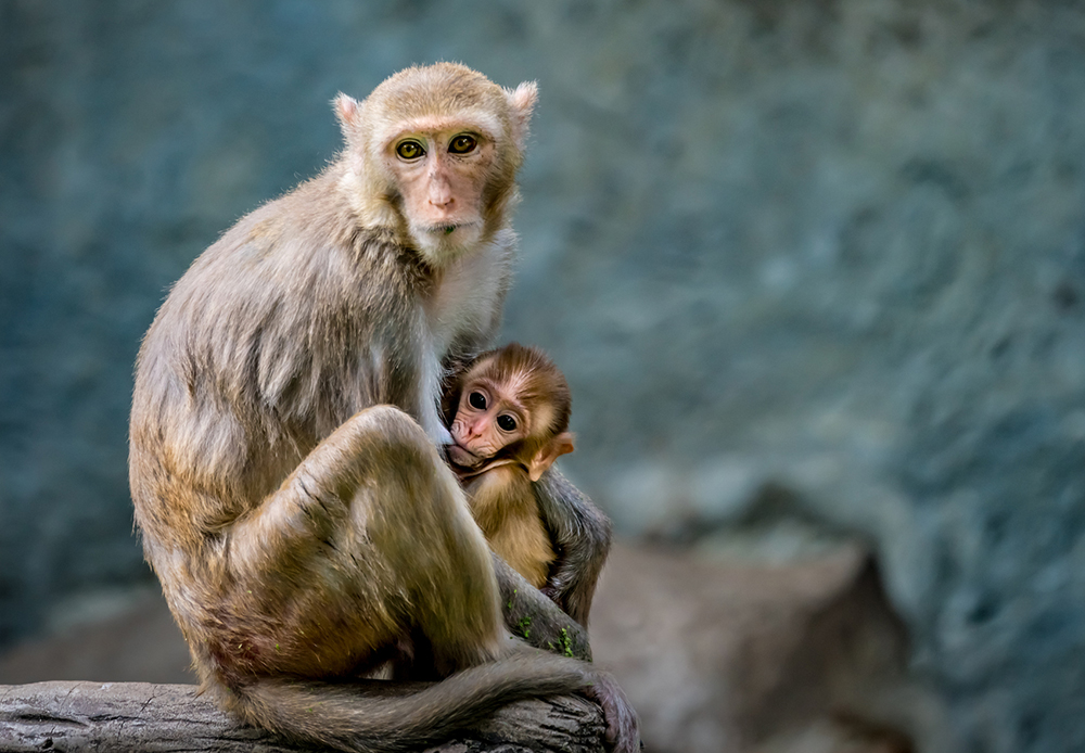 My brush with a rabid money | The Spectator Australia