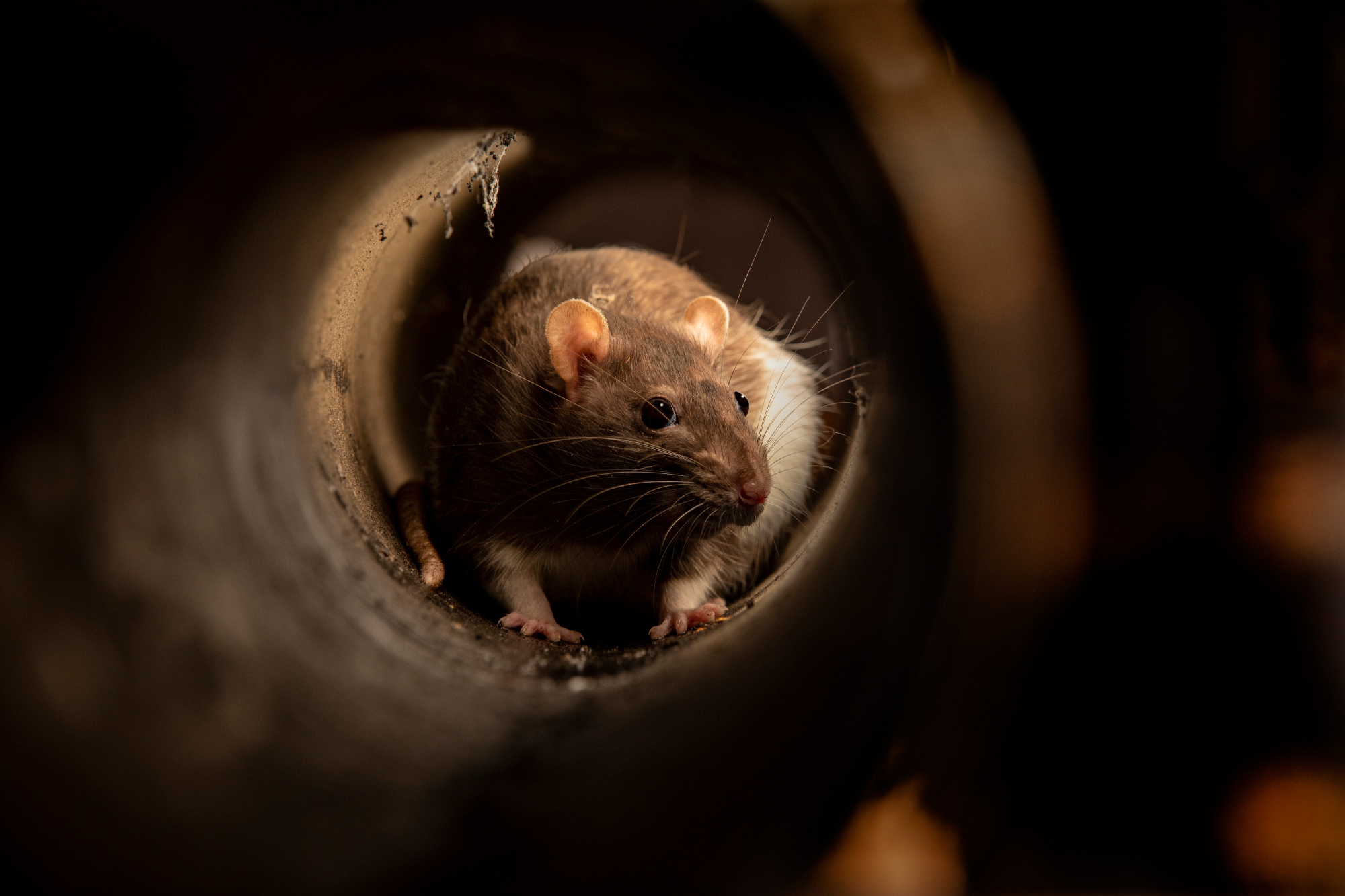 In defence of rats | The Spectator Australia