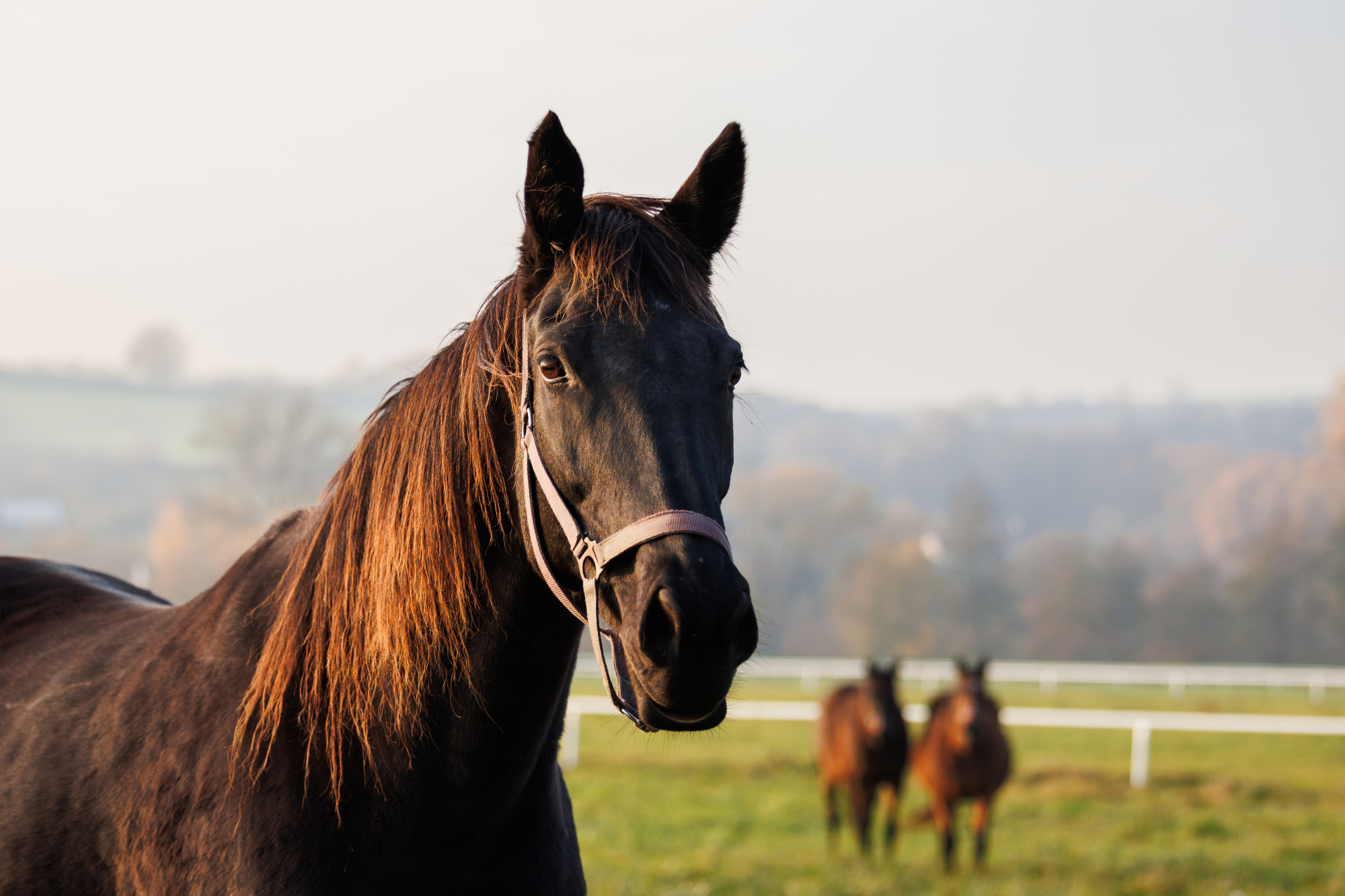 What’s wrong with eating horse? | The Spectator Australia