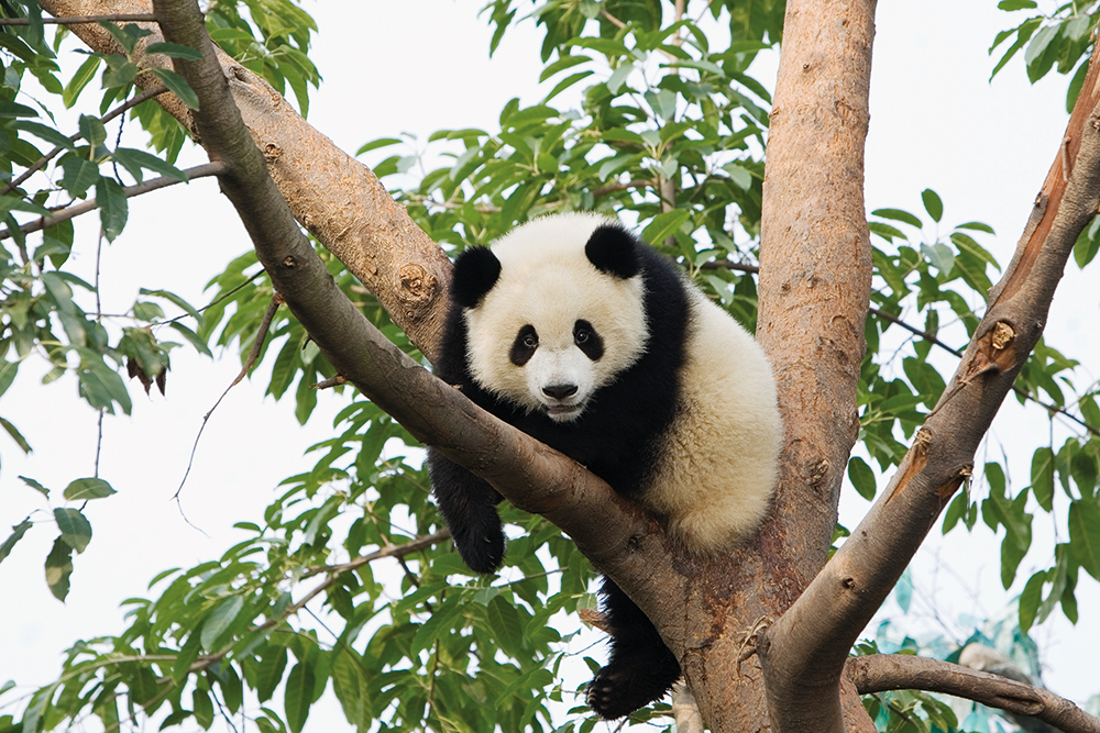 Could the giant panda be real? | The Spectator Australia