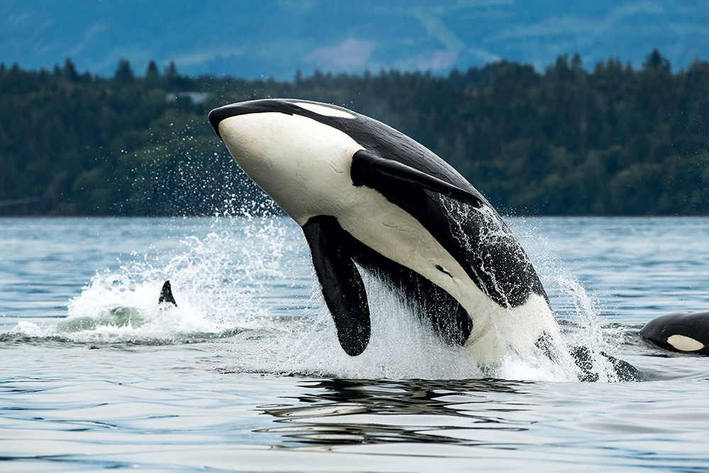 Orcas, dolphins and the ancient question of animal sentience | The ...