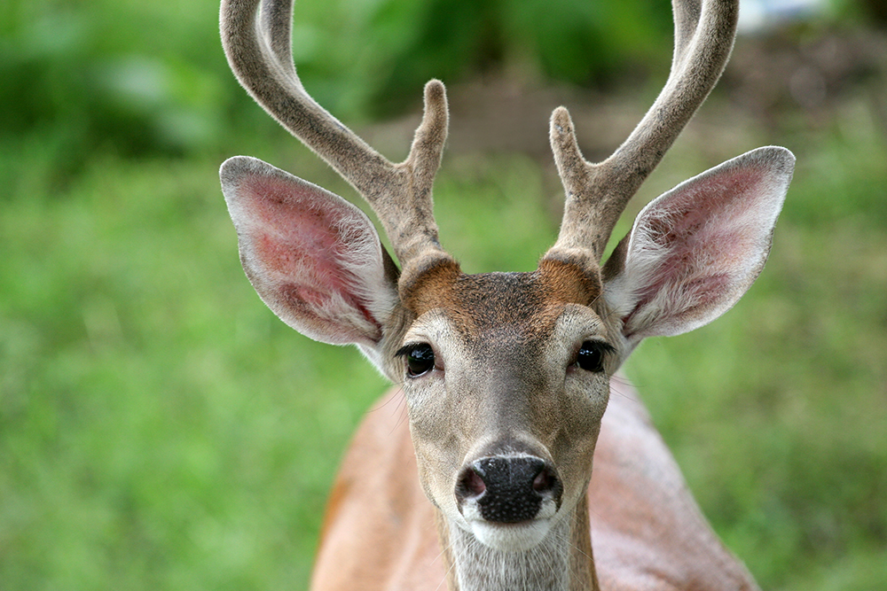 The best deer deterrent? Radio 4 | The Spectator Australia