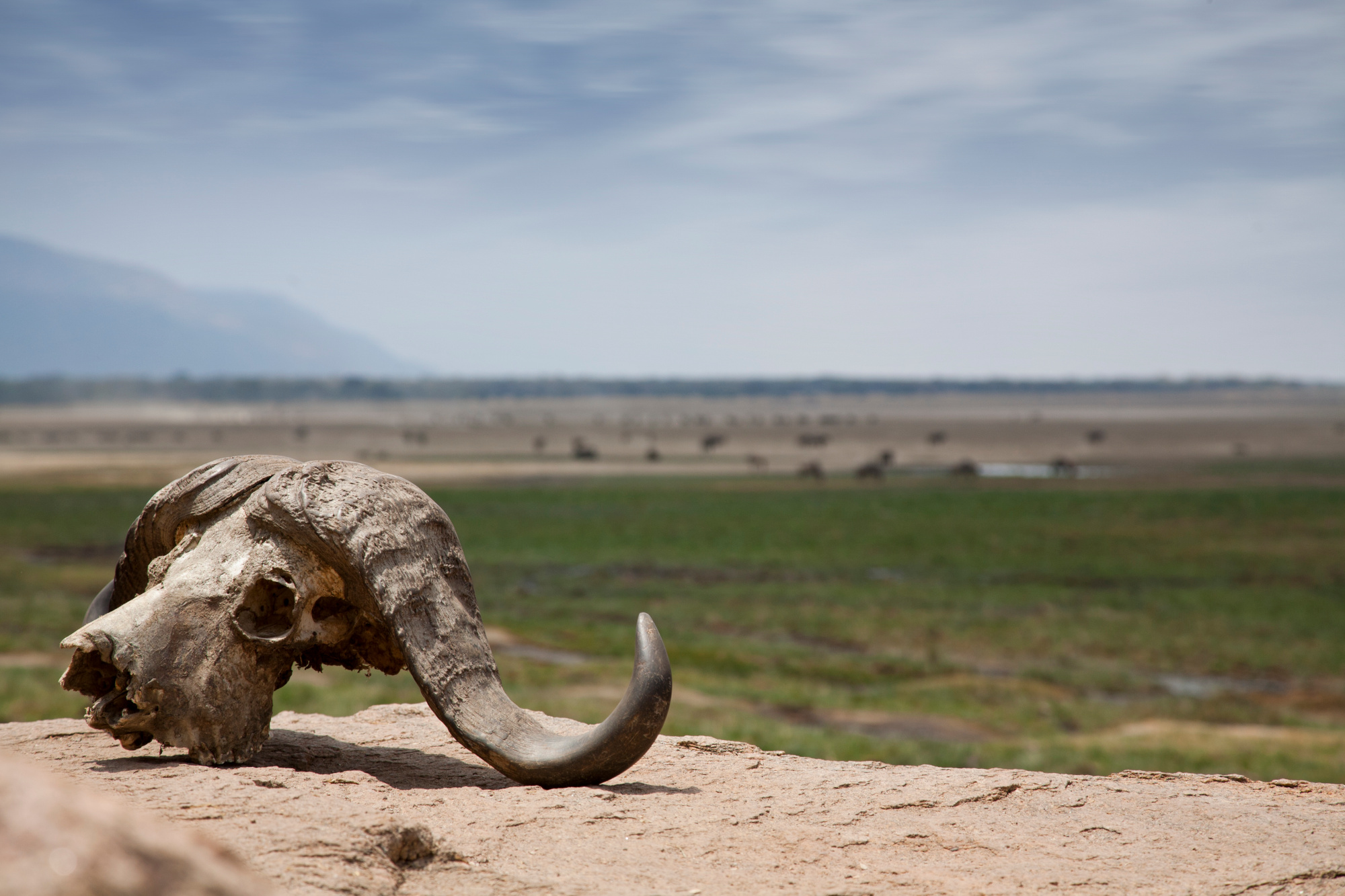 Is the ‘sixth mass extinction’ a myth?