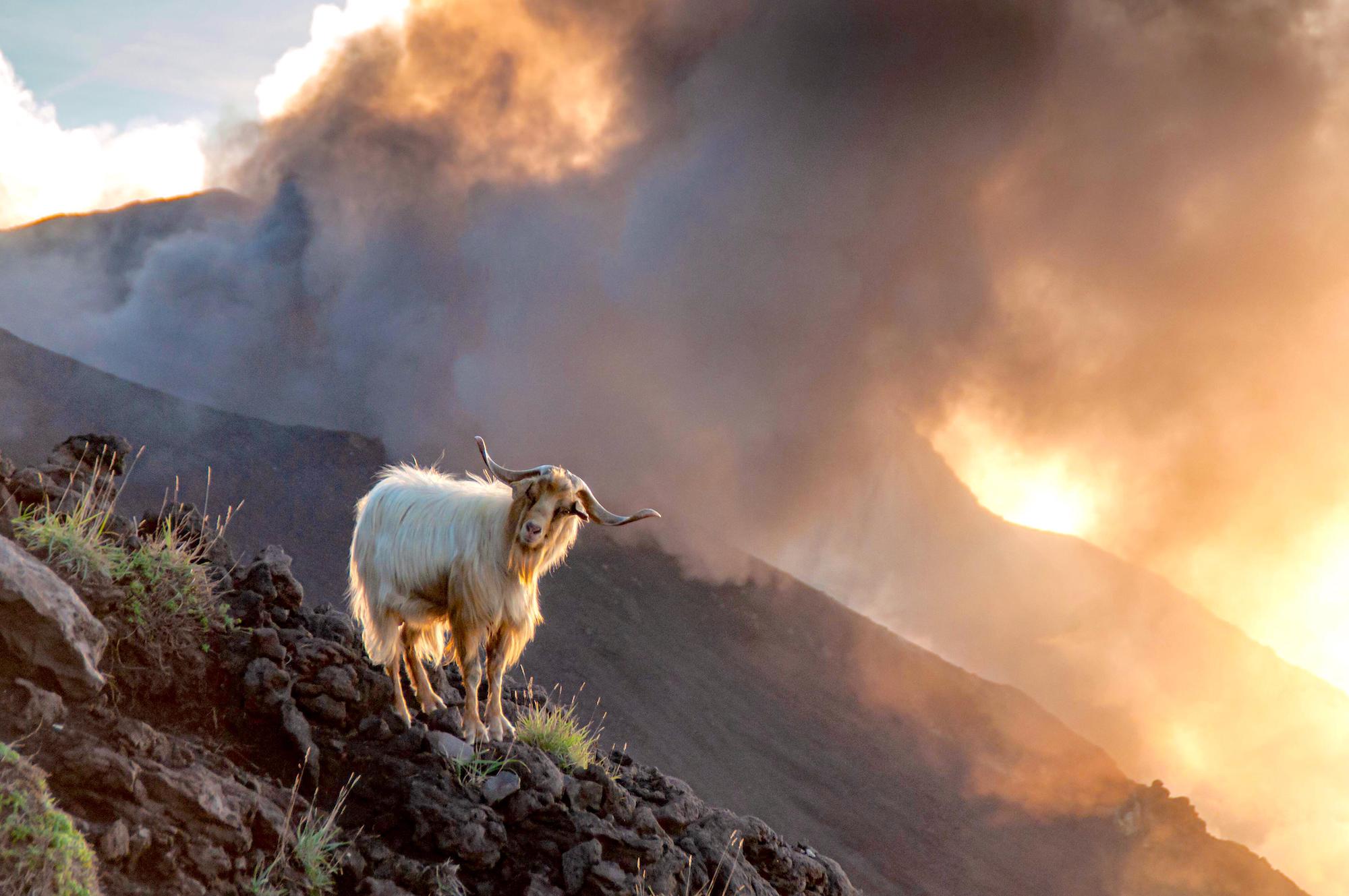 Stromboli is at war with goats | The Spectator Australia