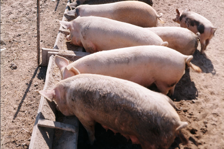 More snouts, bigger trough | The Spectator Australia