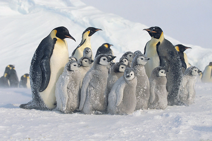 The emperor penguin has plenty of clothes