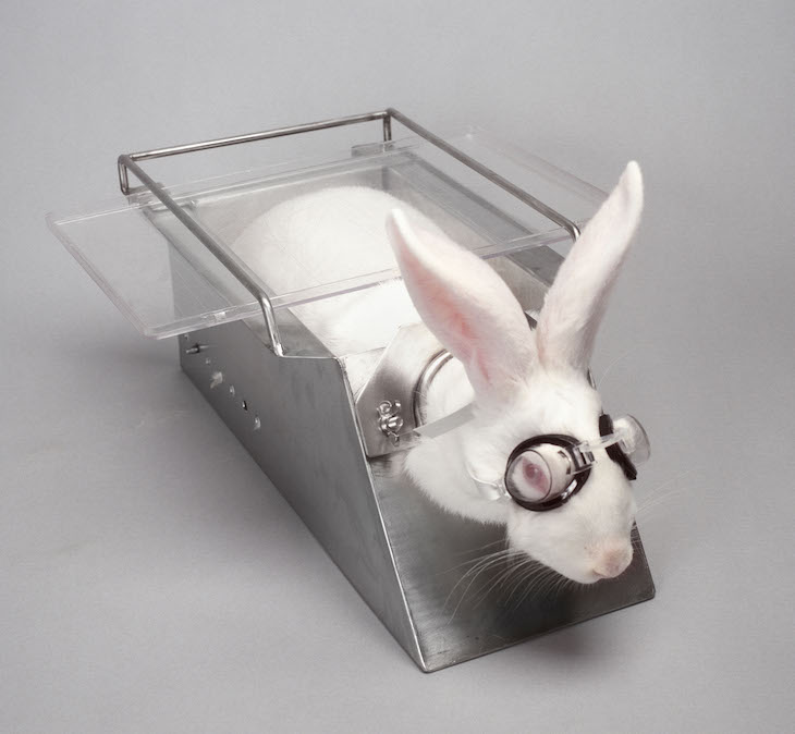 A ban on animal testing is long overdue | The Spectator Australia