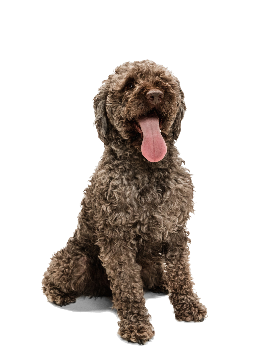 How not to train a truffle dog | The Spectator Australia