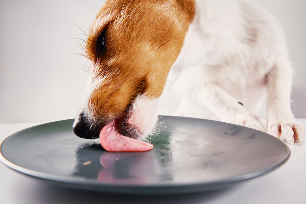 Dear Mary: How can I persuade a friend to stop allowing her dog to lick ...