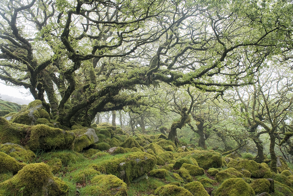 Seeing the trees for the wood | The Spectator Australia