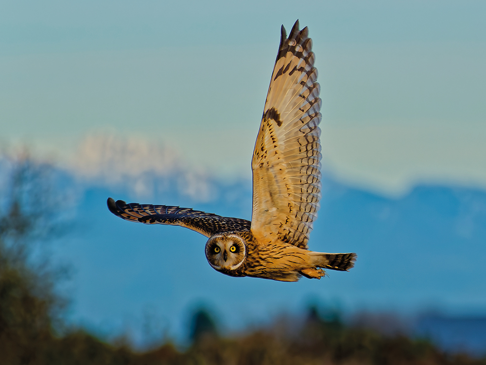 Symbol of wisdom or harbinger of death – the owl preserves its mystery ...